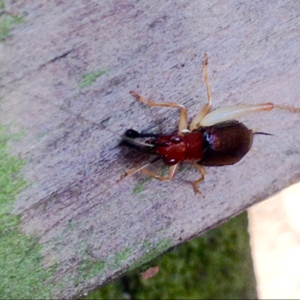 Red-headed Bush Cricket | Project Noah