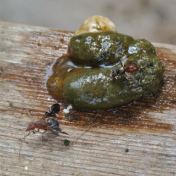 Waved Light Fly | Project Noah