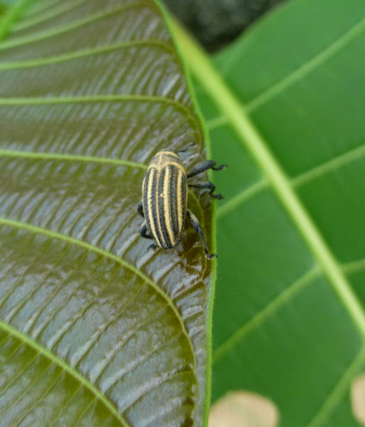 Alcidodes waltoni | Project Noah