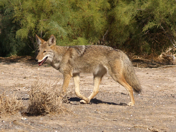 Western Coyote | Project Noah