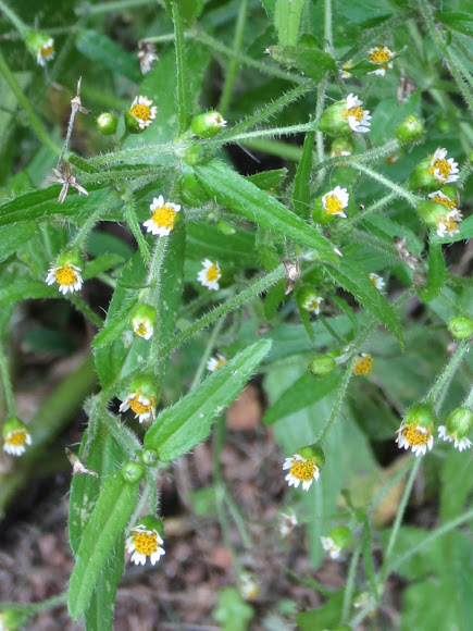 Galinsoga, gallant soldiers, quickweed, potato weed, water weed ...
