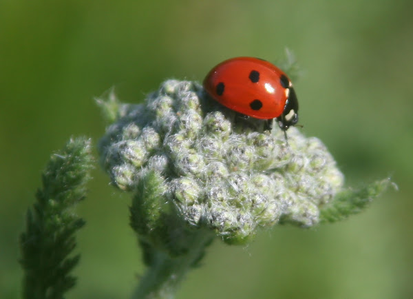 Seven-spotted ladybug | Project Noah