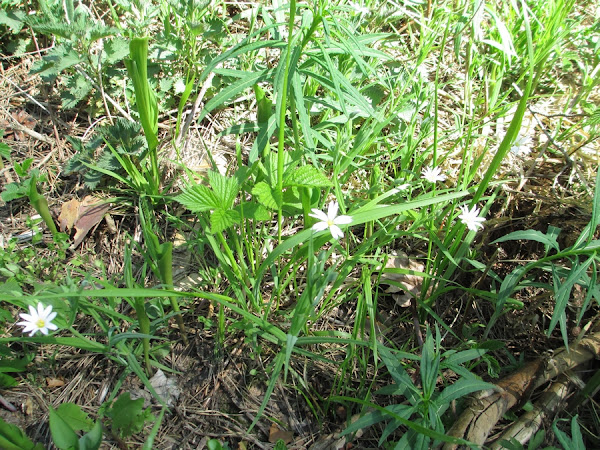 Field chickweed | Project Noah