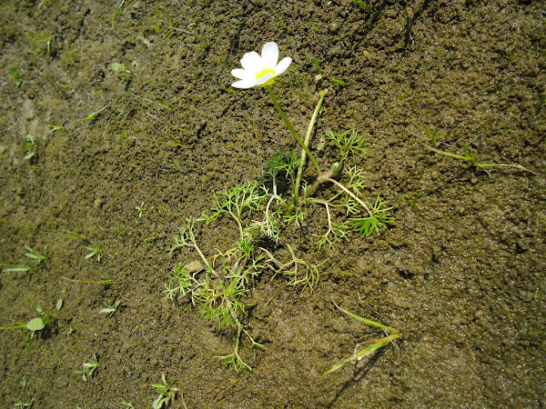 White Water-buttercup/Fijne Waterranonkel | Project Noah