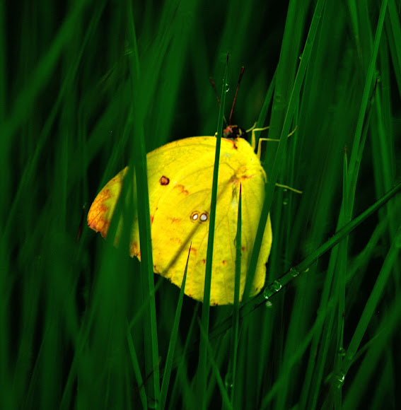 Lemon Emigrant - female | Project Noah