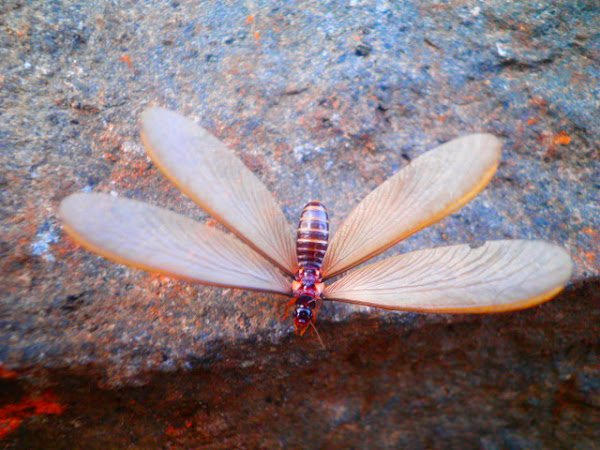 Termite / laron ( indonesia | Project Noah