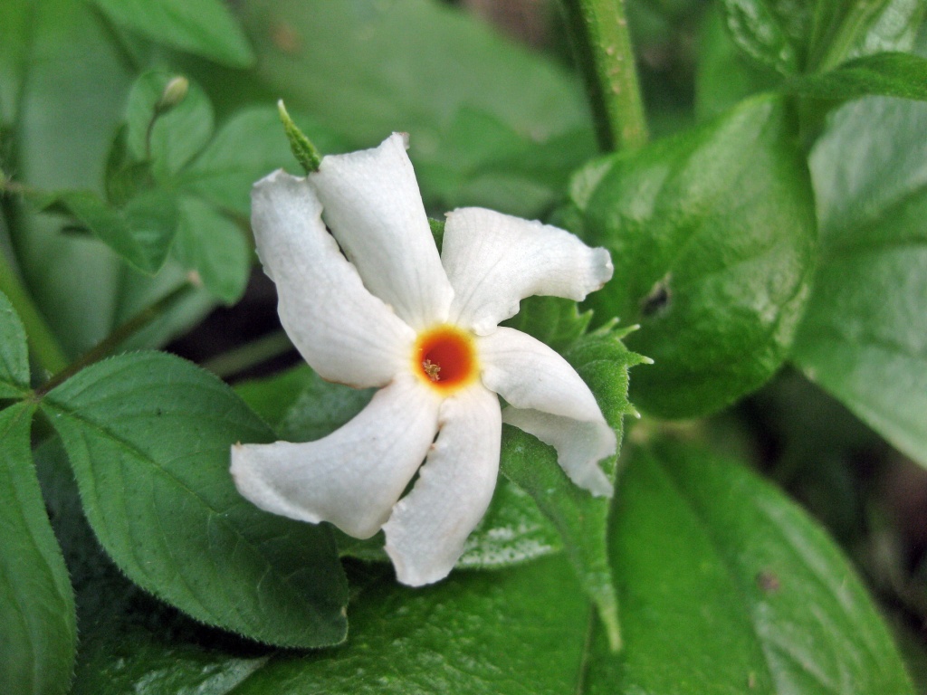 Har singar, Coral Jasmine, Tree of Sorrow, Queen of the night | Project ...
