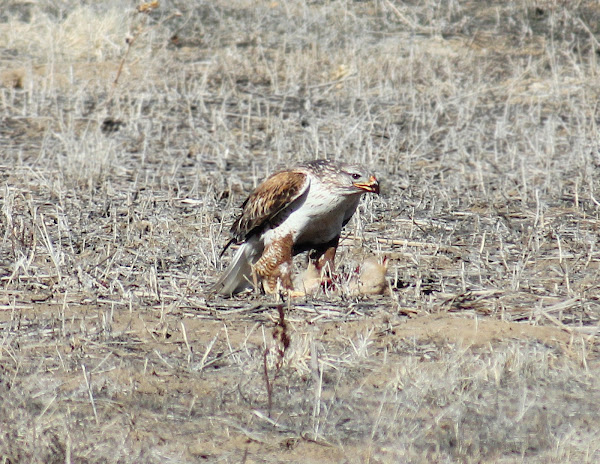 Ferruginous Hawk | Project Noah