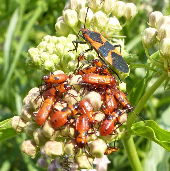 Milk Weed Bugs | Project Noah