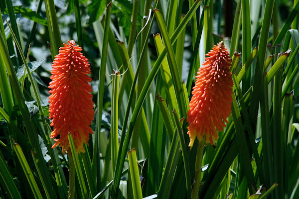 Tritoma | Project Noah