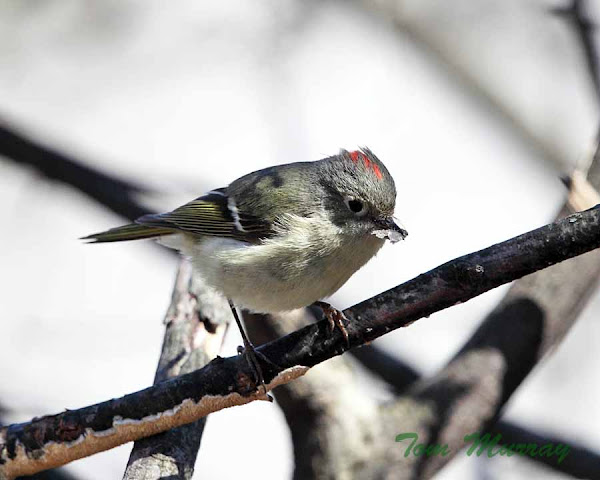 Ruby-crowned Kinglet | Project Noah