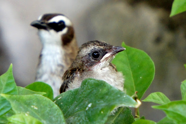 Yellow-vented Bulbul (Fledgling) | Project Noah