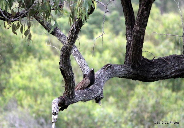Pheasant Coucal (MALE) | Project Noah