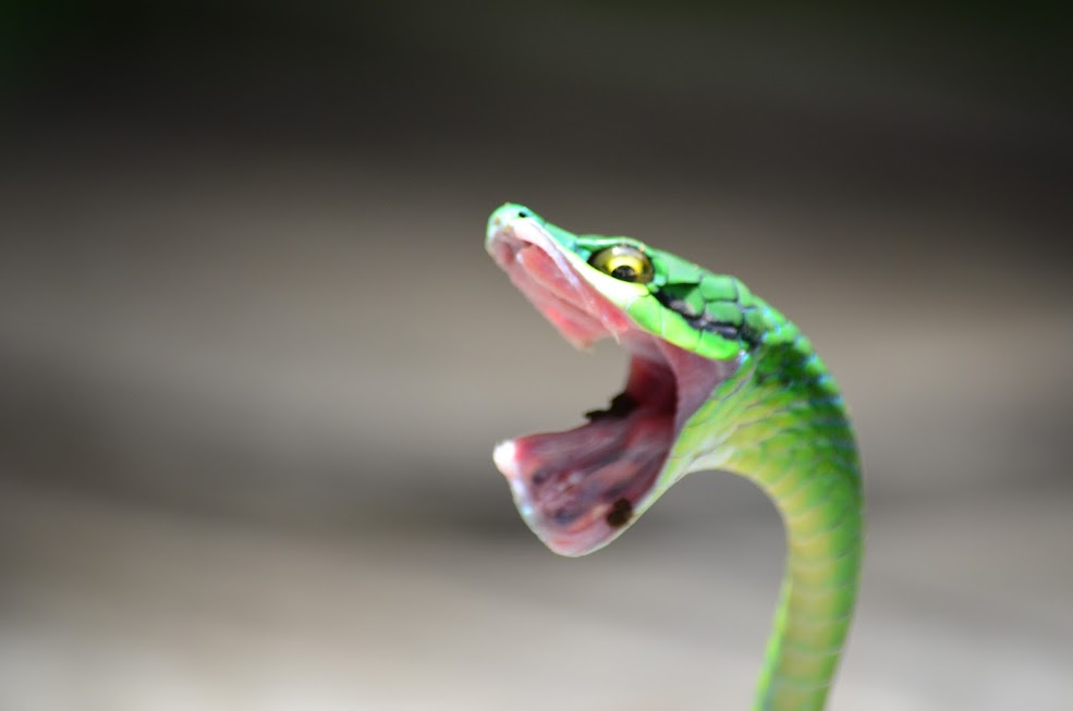 Green Vine Snake | Project Noah