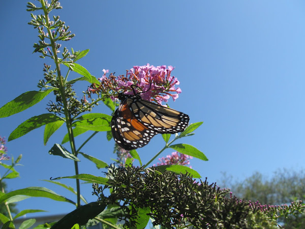 Monarch butterfly | Project Noah