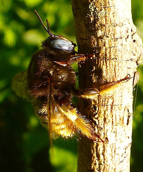 Male Carpenter Bee | Project Noah