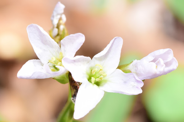 Cutleaf Toothwort | Project Noah
