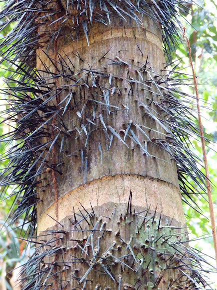 Pejibaye palm | Project Noah