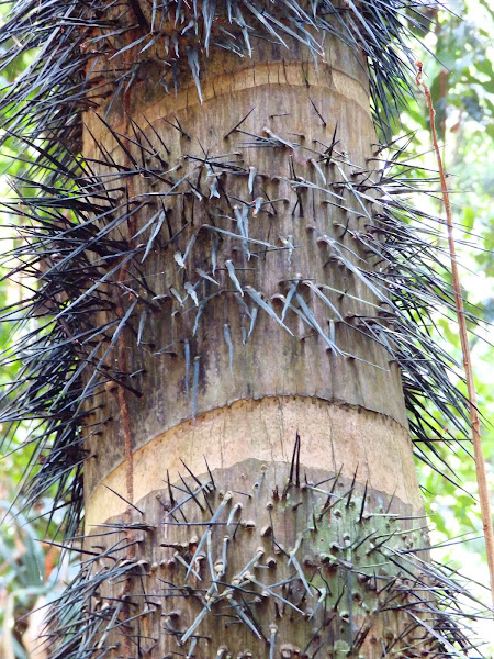 Pejibaye palm | Project Noah