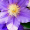 Clematis "Angelique" | Project Noah