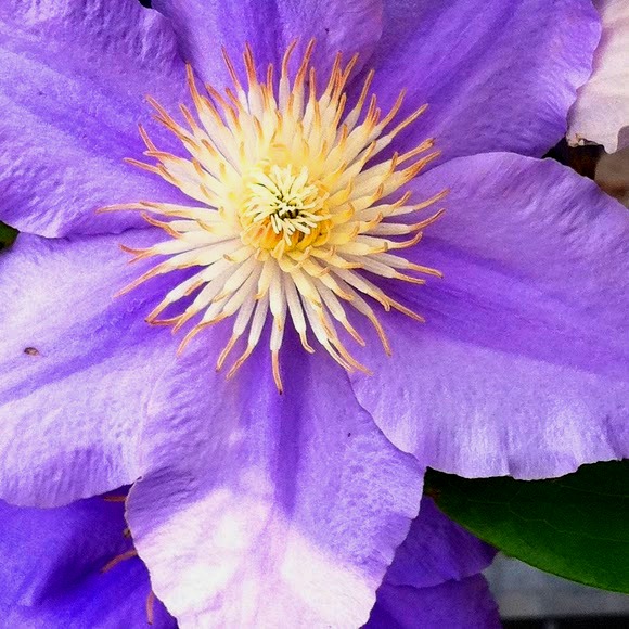 Clematis "Angelique" | Project Noah