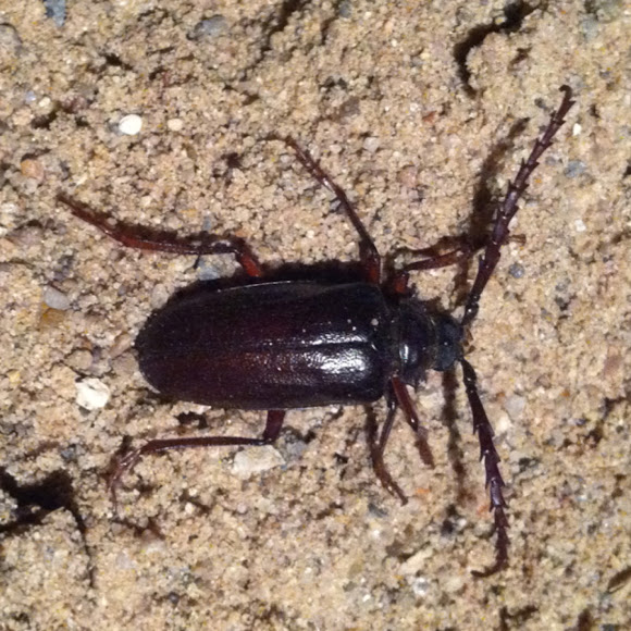 California Root Borer | Project Noah