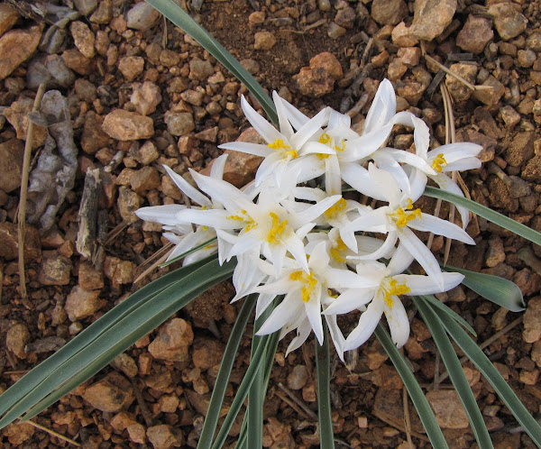 Sand Lily | Project Noah