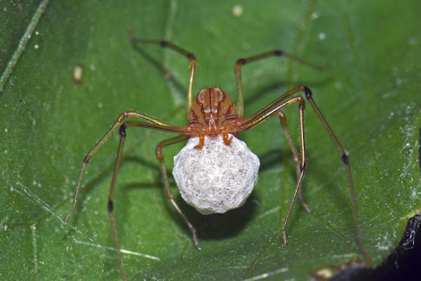 Spitting Spider | Project Noah