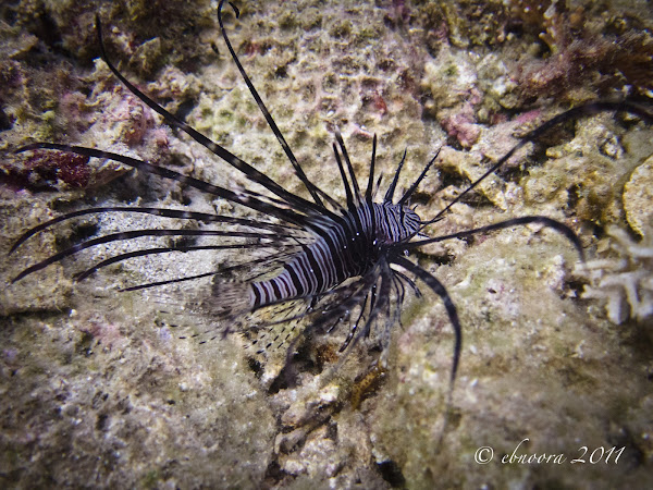 Black Lionfish | Project Noah