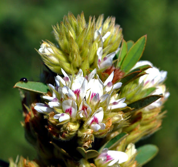 Round-Headed Bush Clover | Project Noah