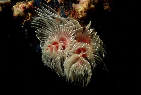 Feather Duster Worm | Project Noah