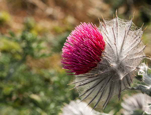 Cobweb thistle | Project Noah