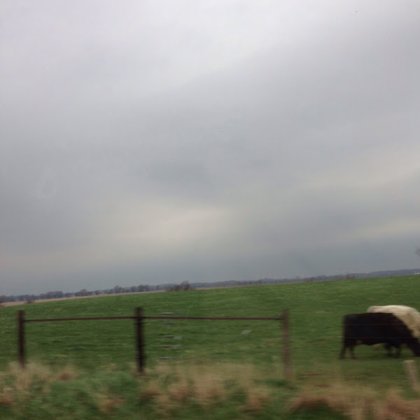 Cow | Project Noah