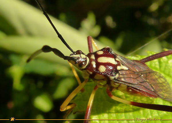 Percevejo do Maracujá (Passion fruit bug) | Project Noah