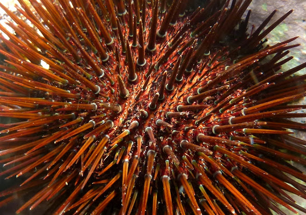 Erizo de mar | Project Noah