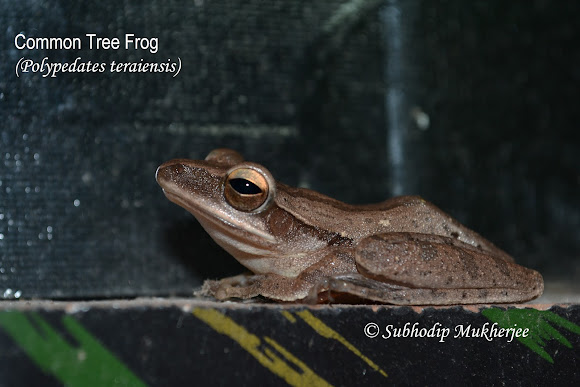 Common Tree Frog | Project Noah