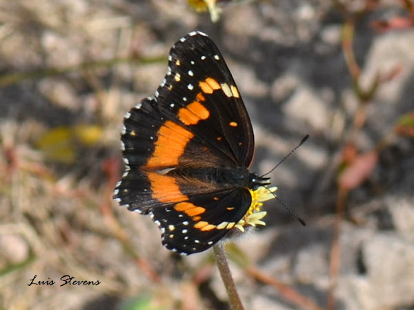 Bordered Patch Butterfly | Project Noah