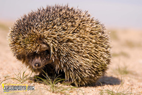 ETHIOPIAN HEDGEHOG | Project Noah