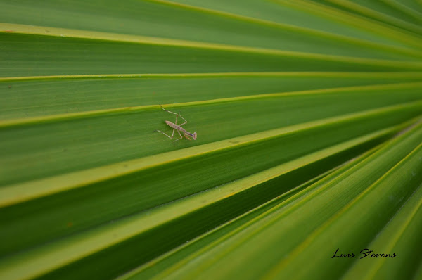 Mantis | Project Noah