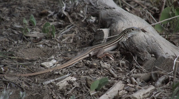 Texas Spotted Whiptail | Project Noah