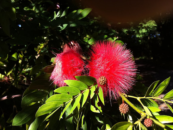 Calliandra | Project Noah