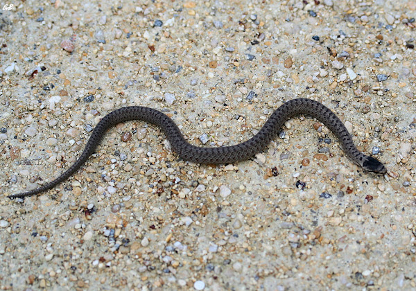 baby colubrid snake | Project Noah