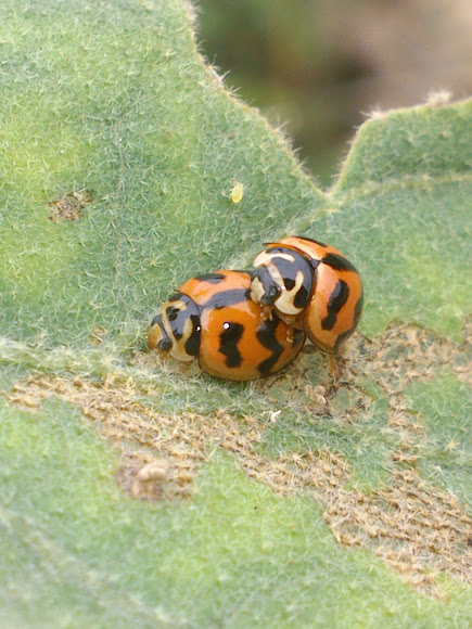 6-Spotted Zigzag Ladybird Beetle | Project Noah