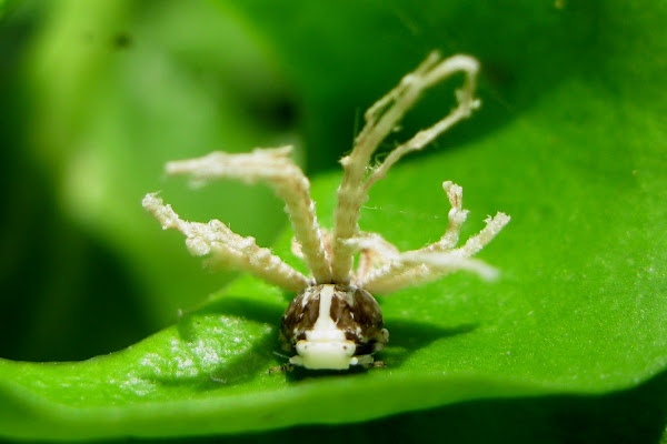 Ricaniid Planthopper (nymph) | Project Noah