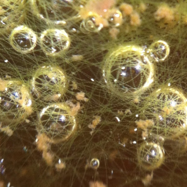 filamentous green algae | Project Noah