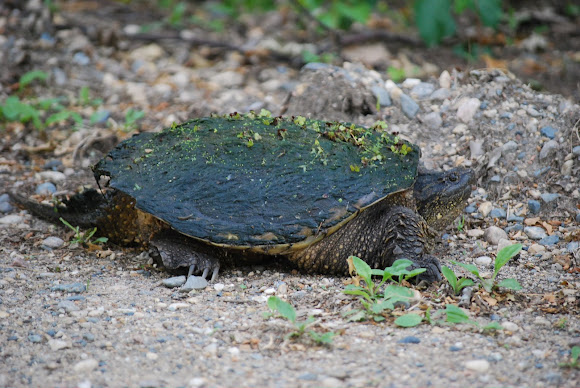 Common Snapping Turtle | Project Noah