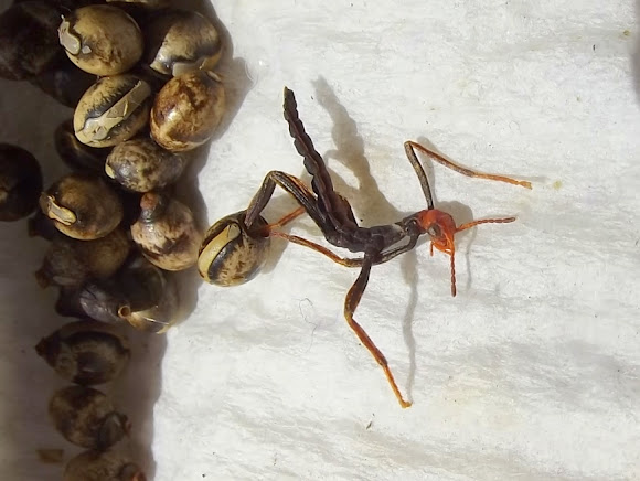 Hatching spiny leaf insect | Project Noah