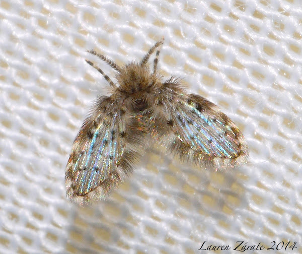 Moth Fly | Project Noah