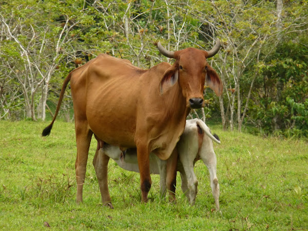Cebu Cow | Project Noah