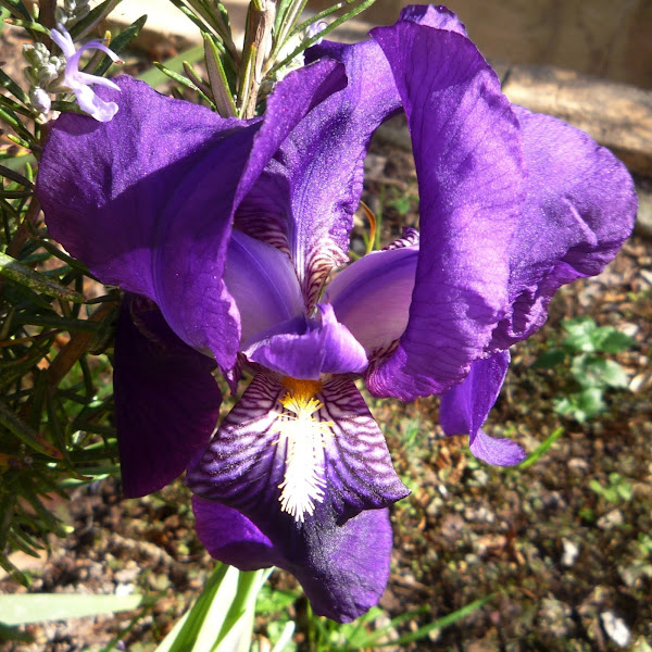 Lirio morado | Project Noah